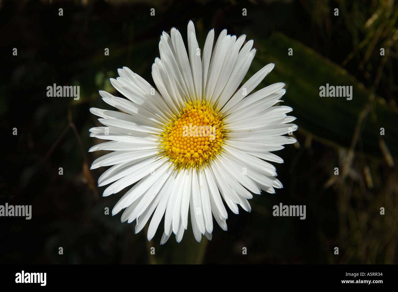 white daisy Celmisisa Petiolata in Mt Cook Nationalpark New Zealand ...