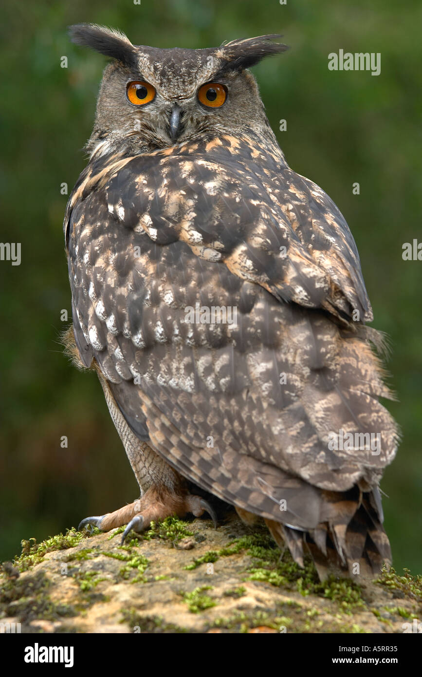 European Eagle Owl Stock Photo - Alamy