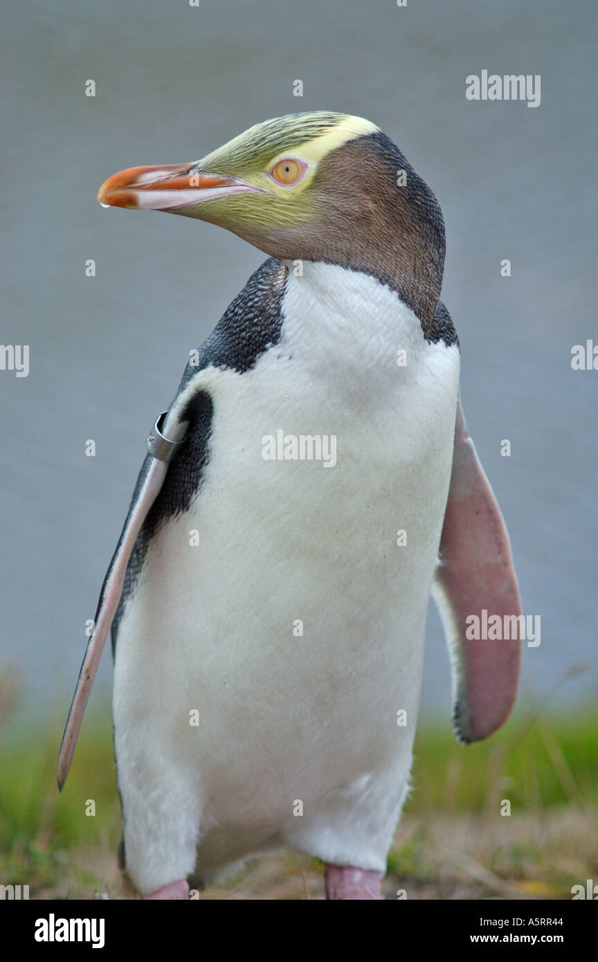 The penguin place new zealand hi-res stock photography and images - Alamy