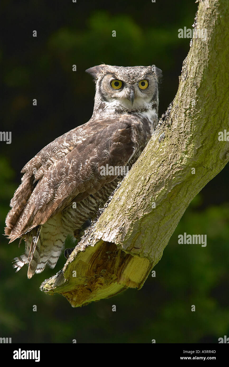 Bubo virginianus great horned owl Stock Photo - Alamy