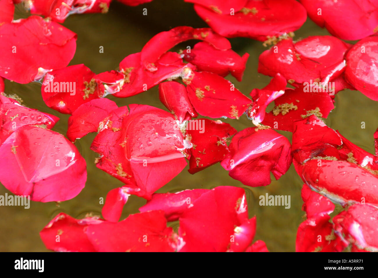 Rose Petals floating Stock Photo - Alamy