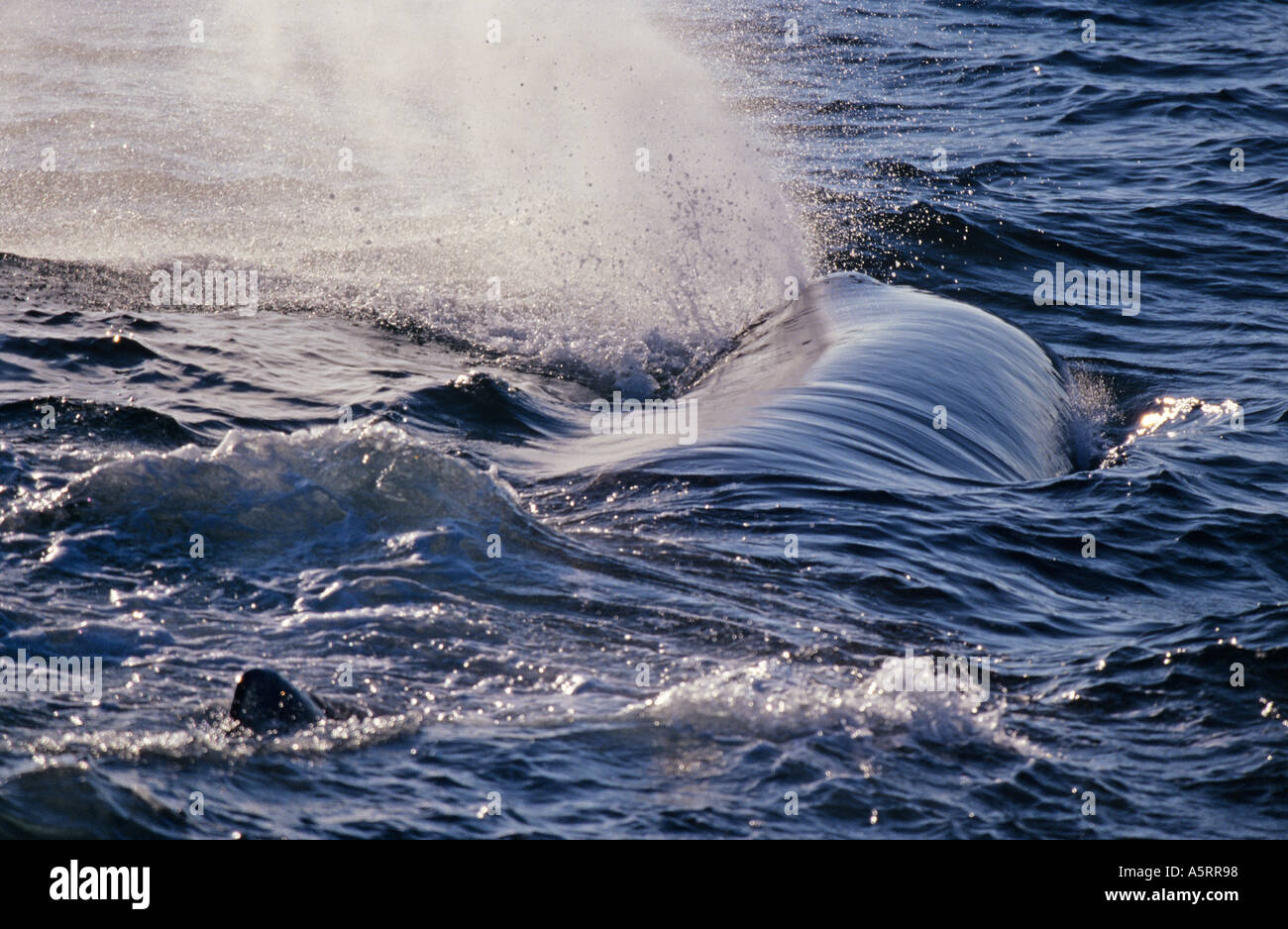 Whale jet hi-res stock photography and images - Alamy