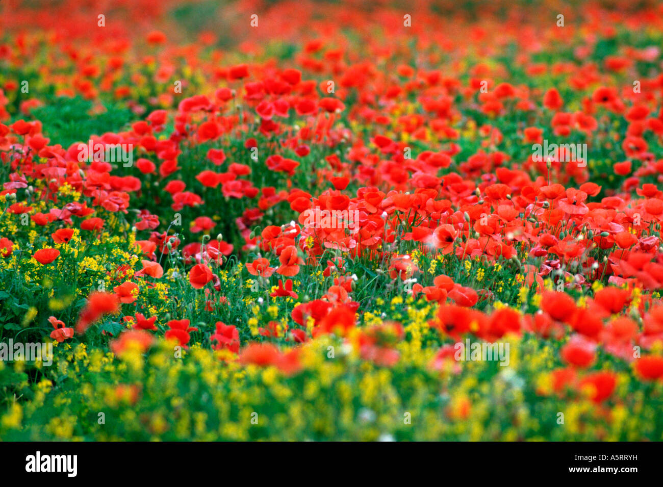 Common Poppy Stock Photo - Alamy