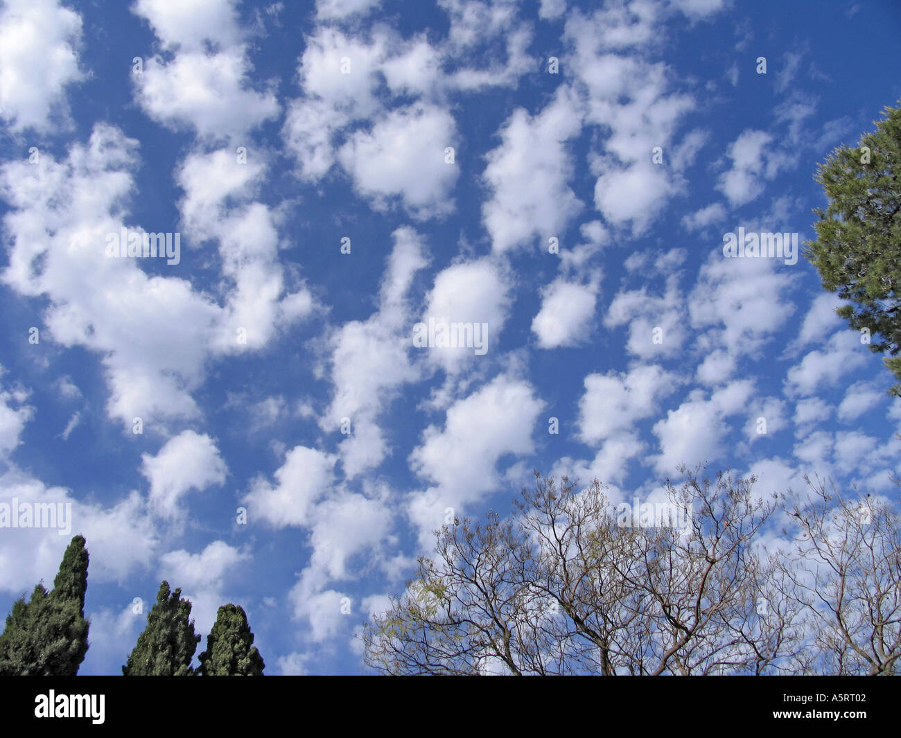 Clouds in sky with trees hi-res stock photography and images - Alamy