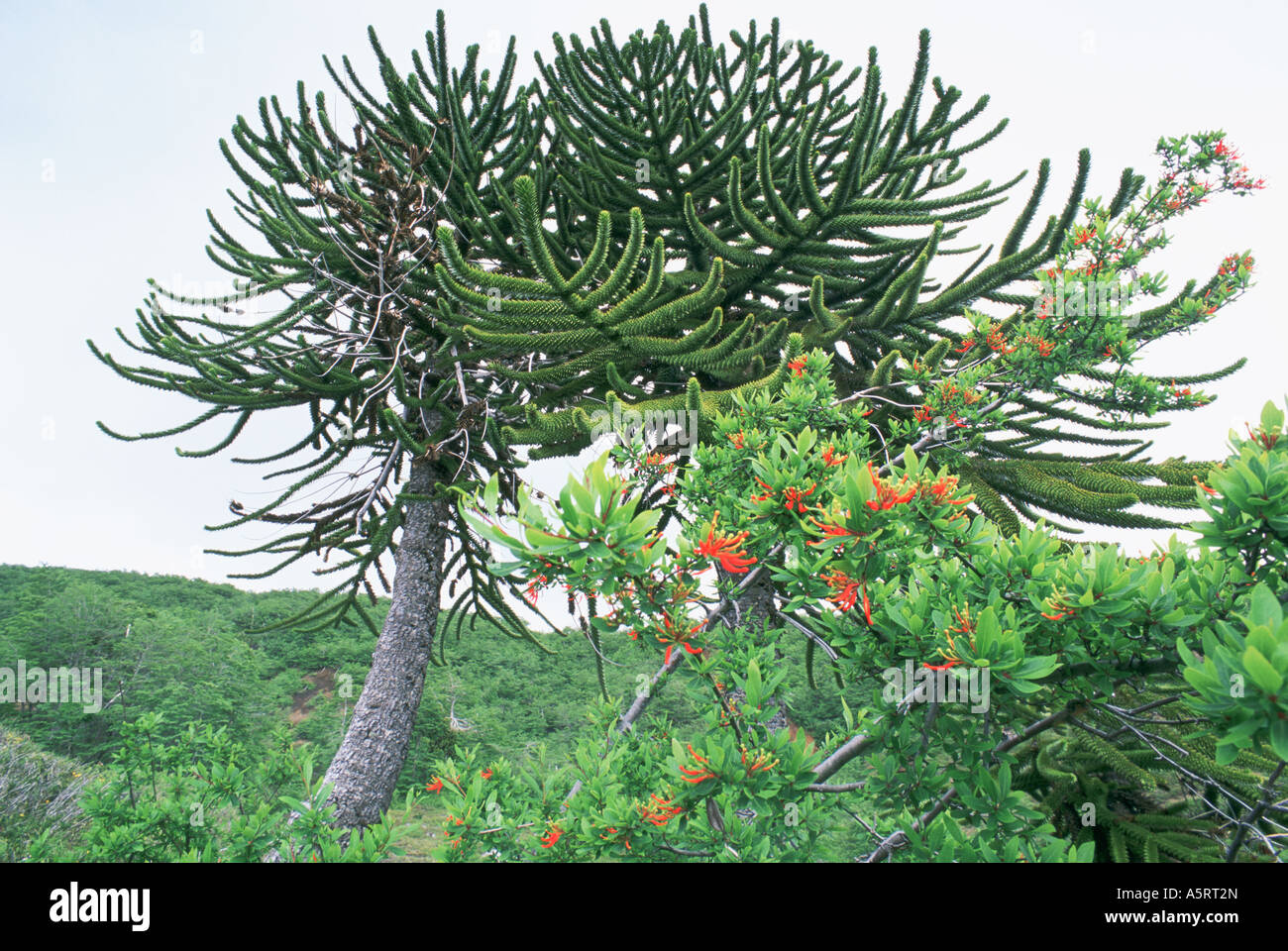 Araucaria Araucaria araucana also called the Monkey Puzzle Tree Lakes ...