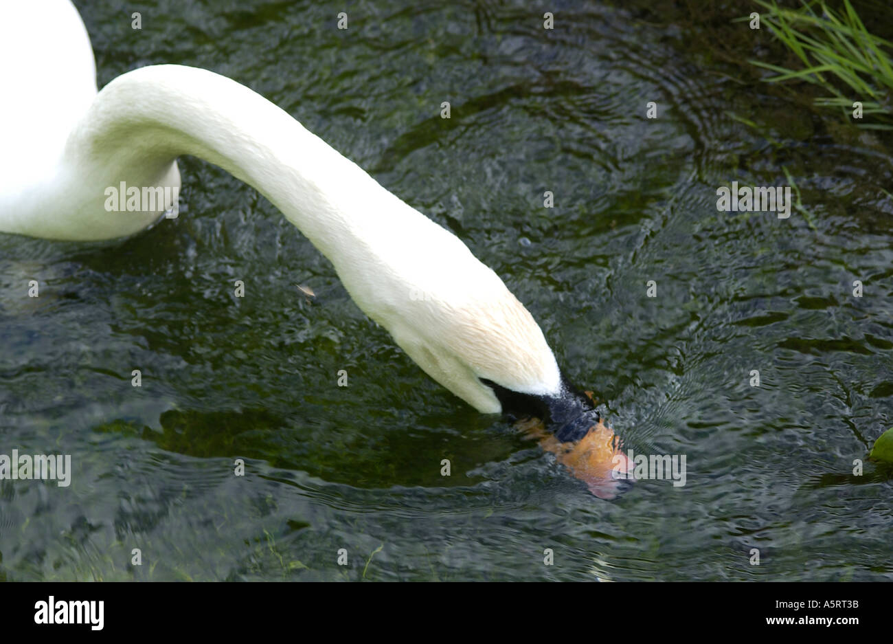 Swan feeding in a stream Stock Photo - Alamy