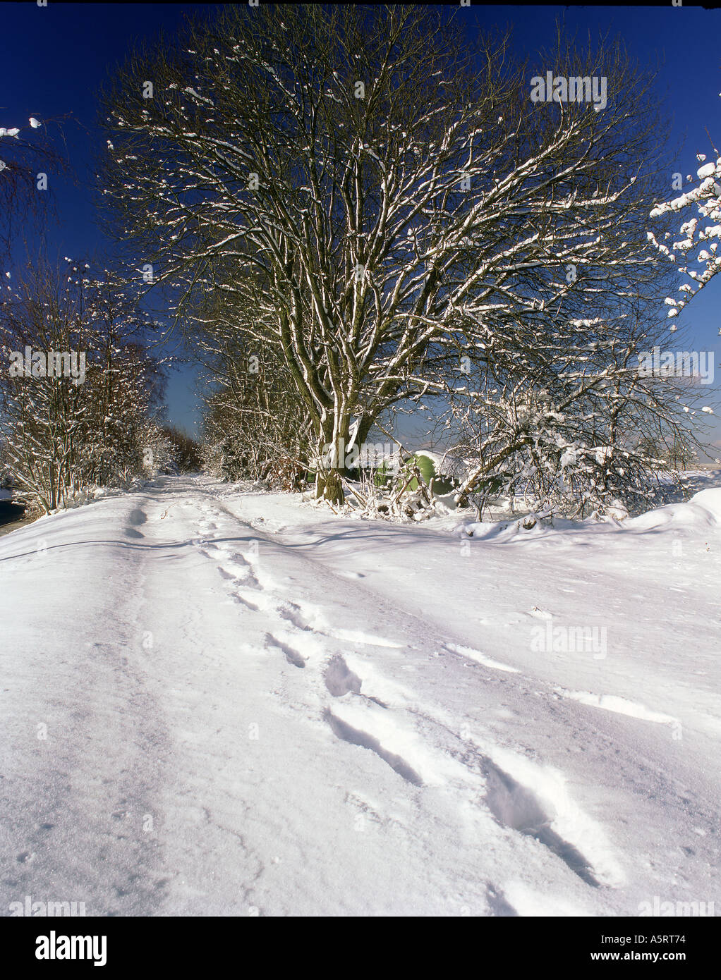 footsteps in fresh snow Stock Photo - Alamy