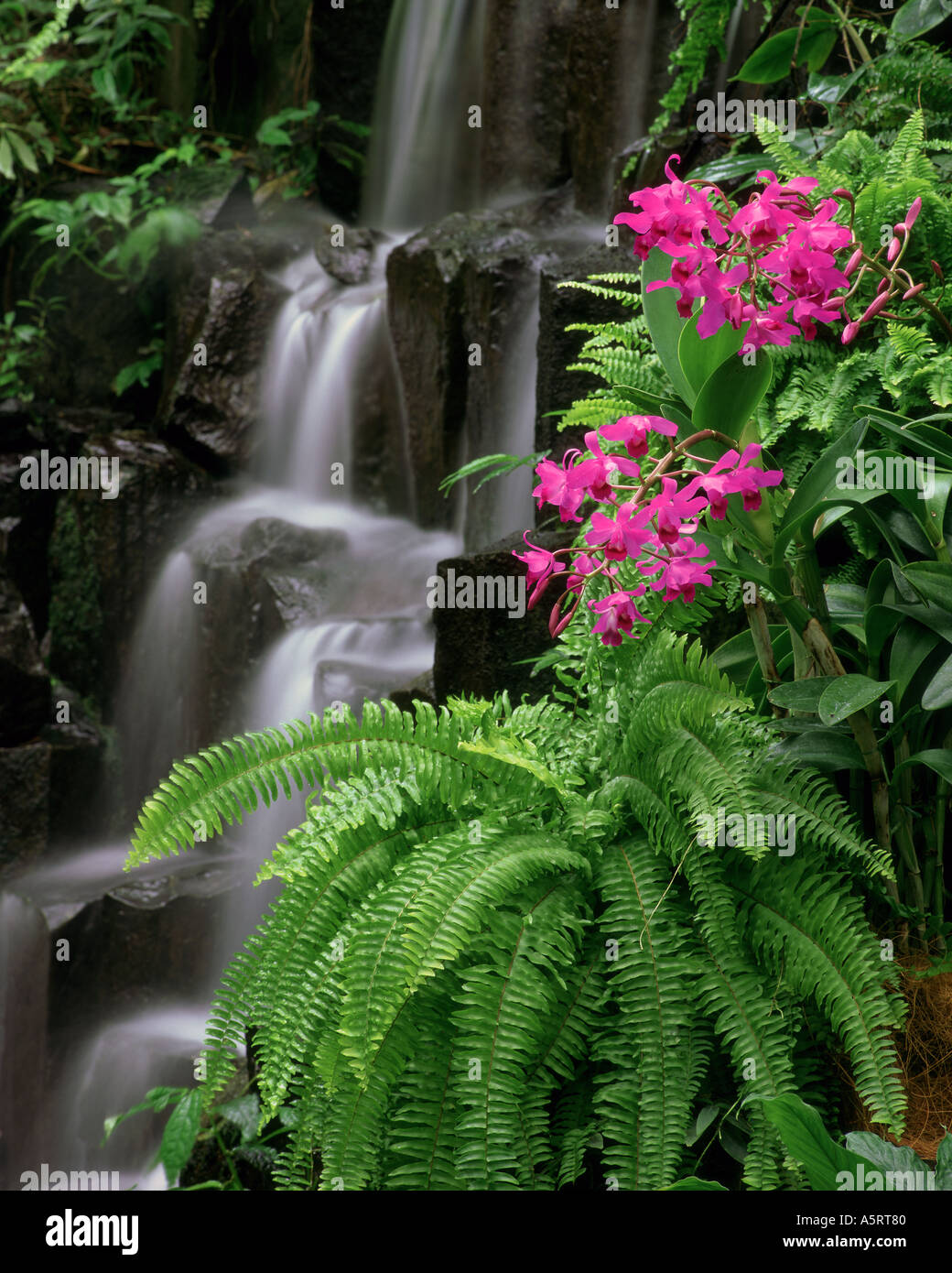 orchid with waterfall Stock Photo - Alamy