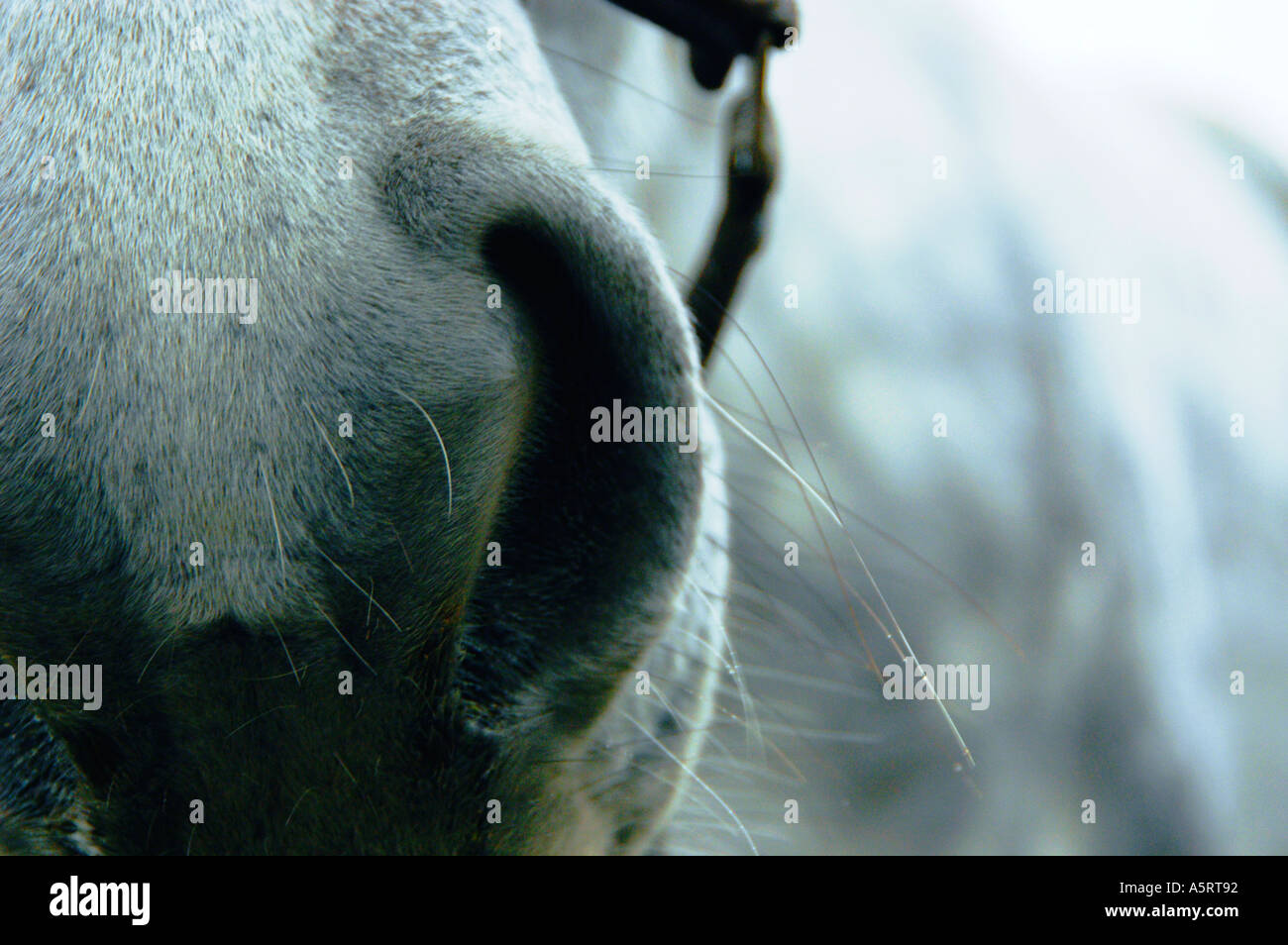 Animal nostrils hi-res stock photography and images - Alamy