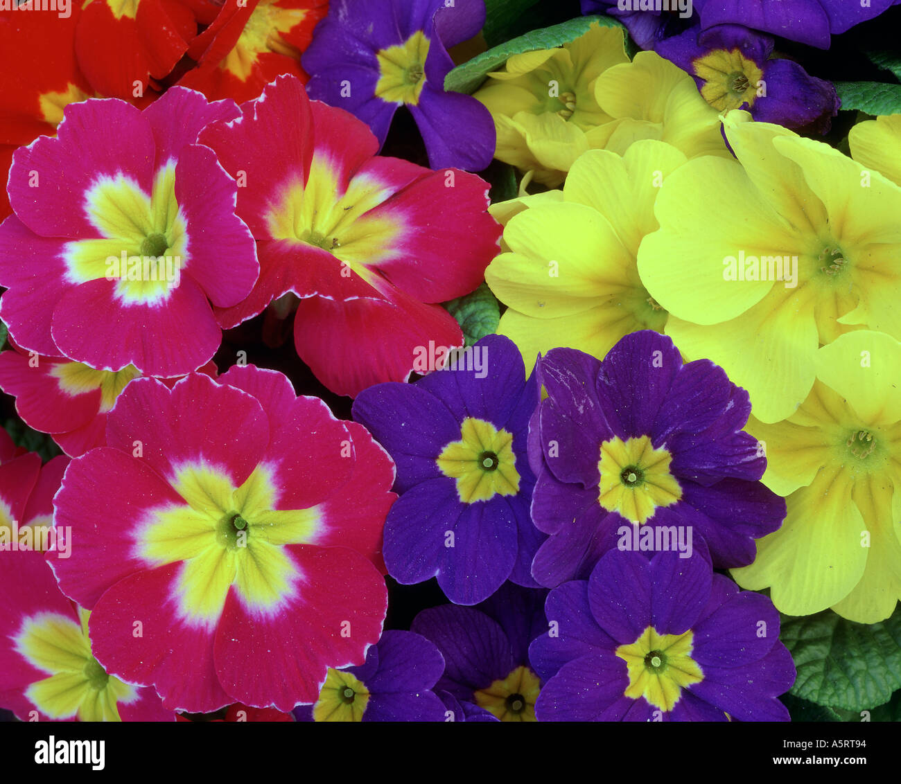 Primula blue selection hi-res stock photography and images - Alamy