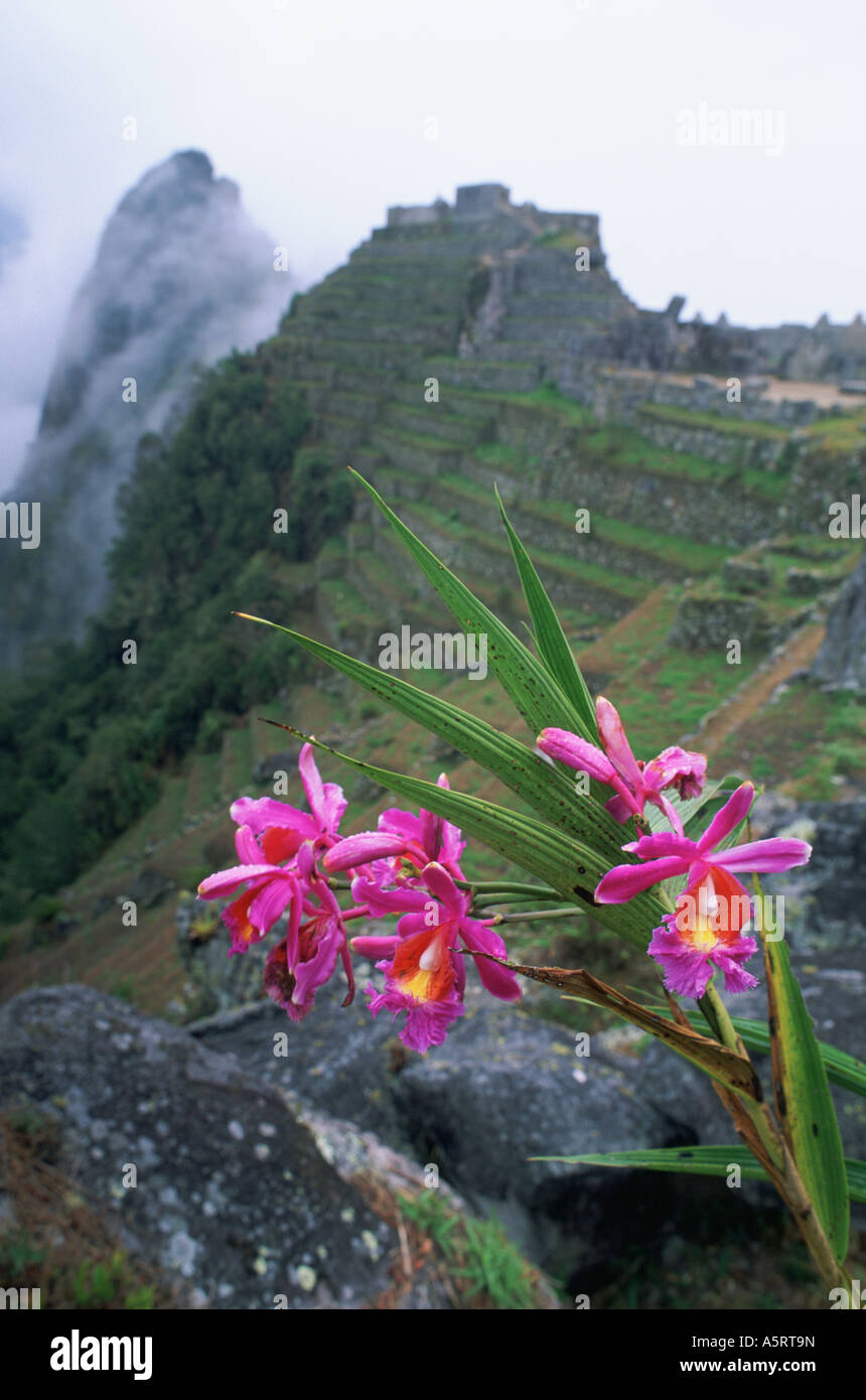 Wild orchids Machu Picchu Peru Stock Photo - Alamy