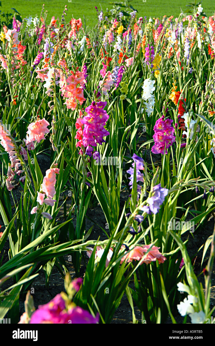 Gladiolus species hi-res stock photography and images - Alamy