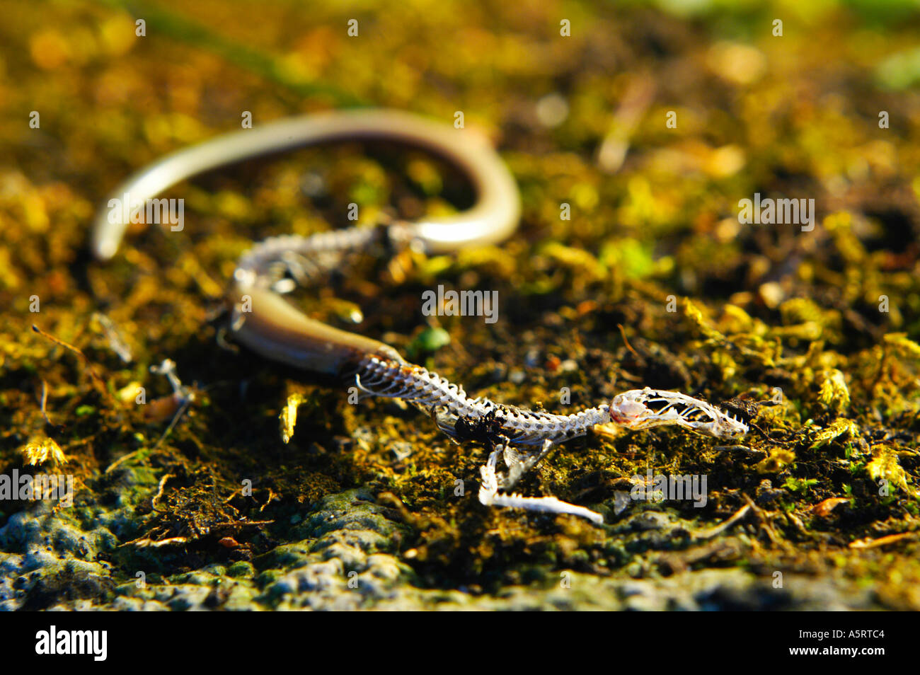 A Dead Snake Stock Photo - Alamy