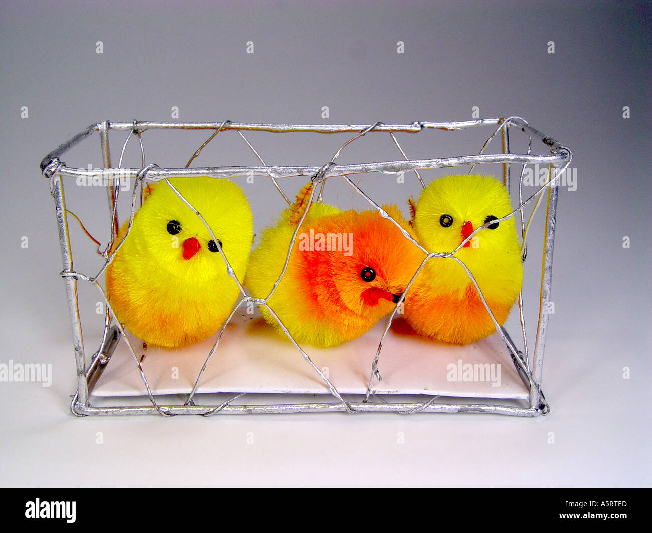 chick in the cage as symbol for mass animal husbandry Stock Photo - Alamy