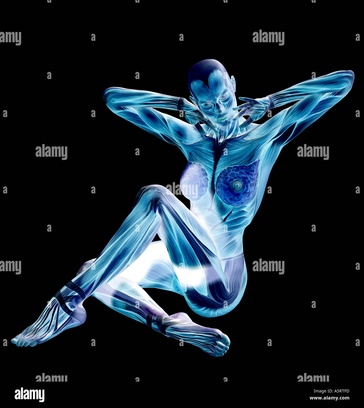 musculature of humans Stock Photo - Alamy