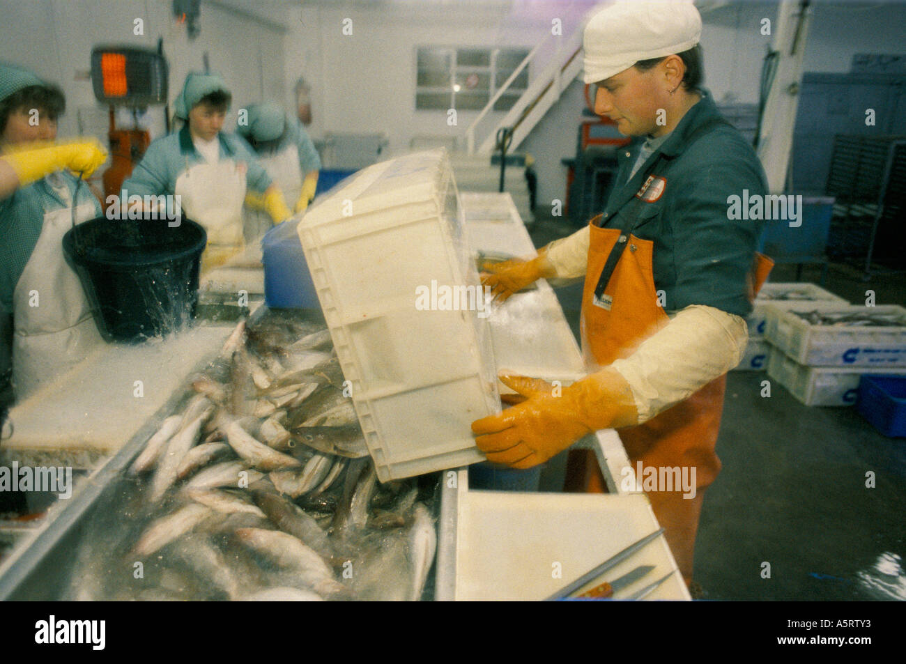 SCOTTISH FISHING VILLAGE WORKERS IN OVERHAULS AT WORK IN A FISH FACTORY ...