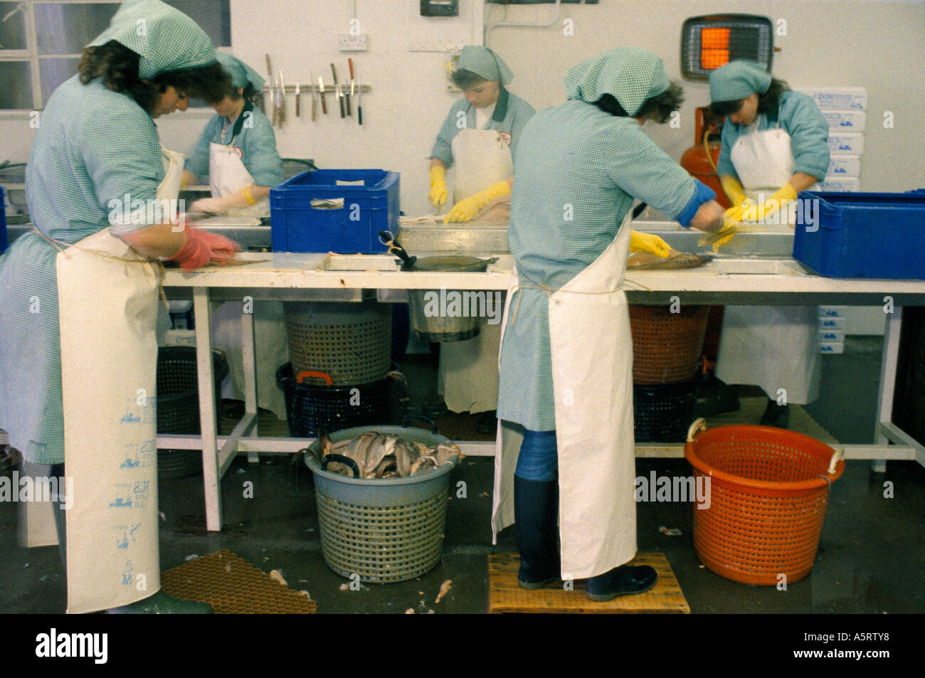 SCOTTISH FISHING VILLAGE WORKERS FILLETING FISHES AT A PROCESSING ...