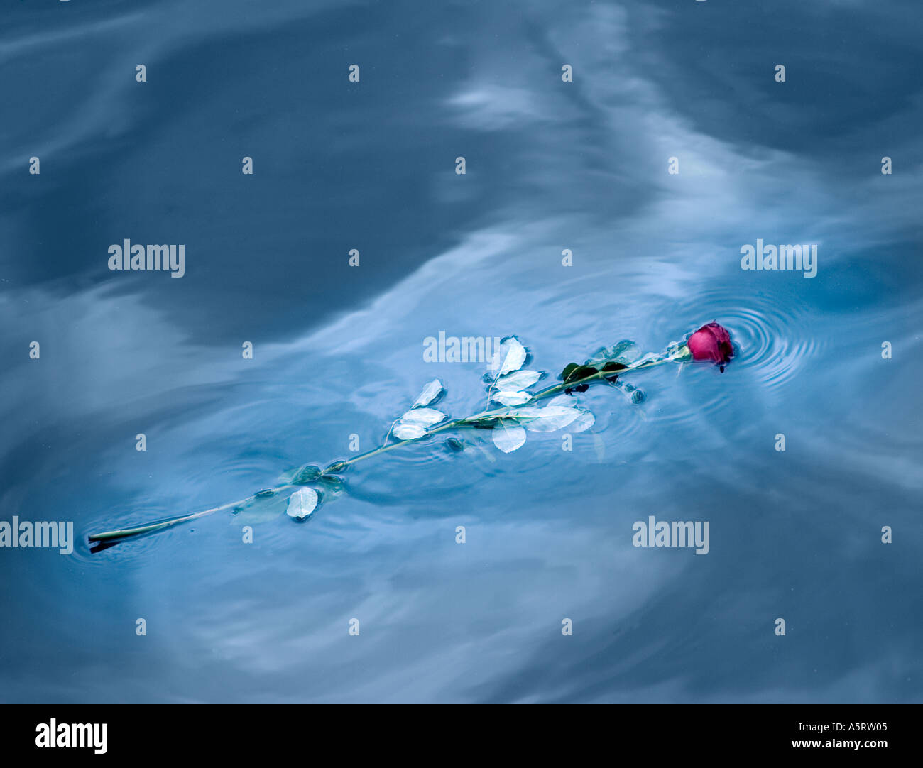 Solitary rose floating in water Stock Photo - Alamy