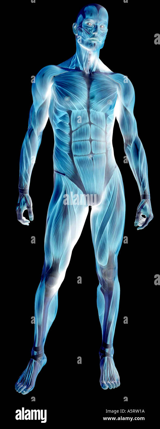musculature of humans Stock Photo - Alamy