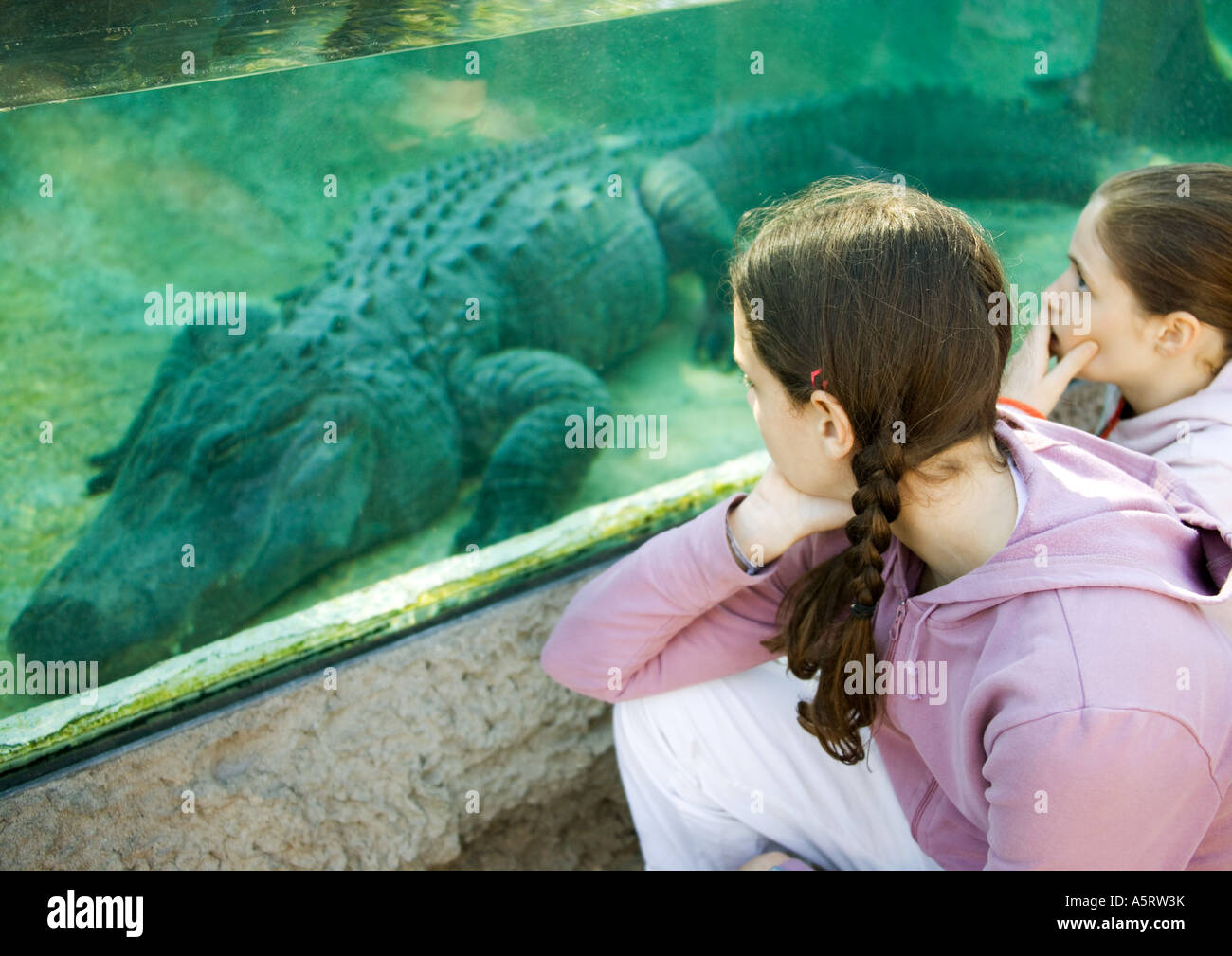 Two girls looking at alligator through glass wall Stock Photo - Alamy