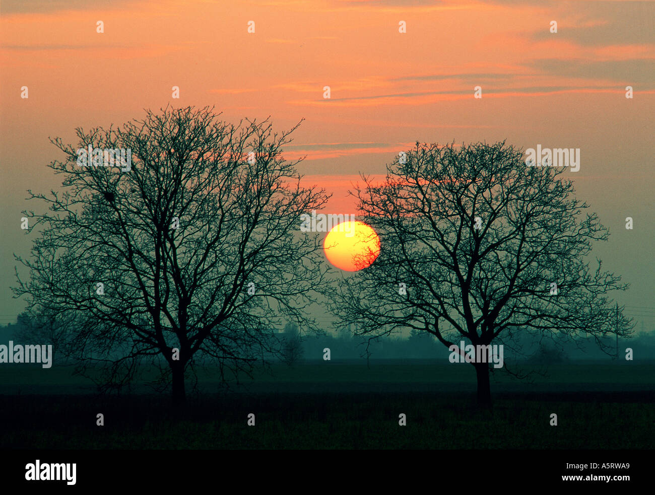 winter sunset between two trees Stock Photo - Alamy