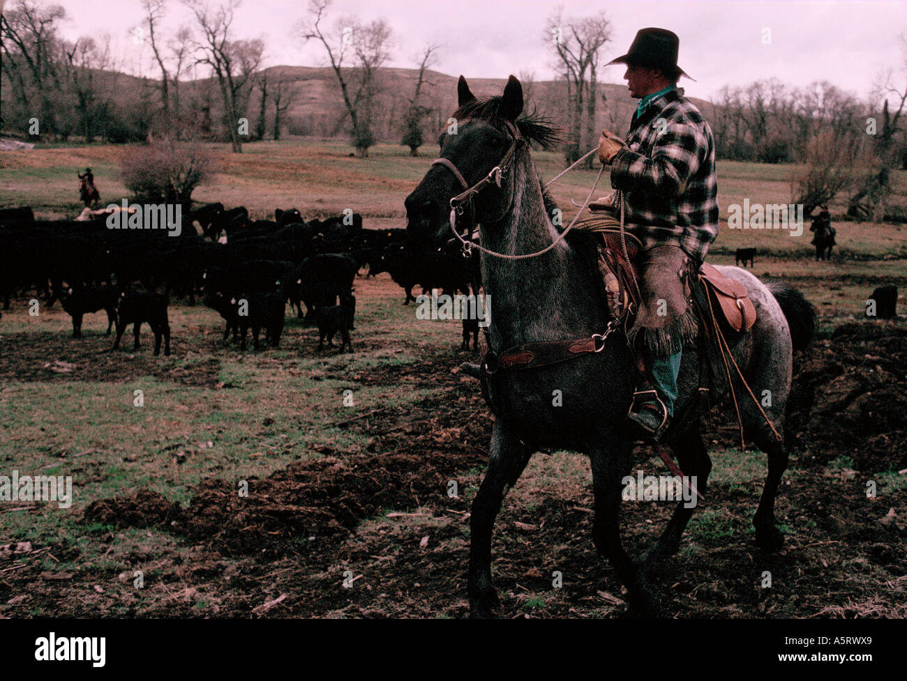 Cowboys rounding up cattle hi-res stock photography and images - Alamy