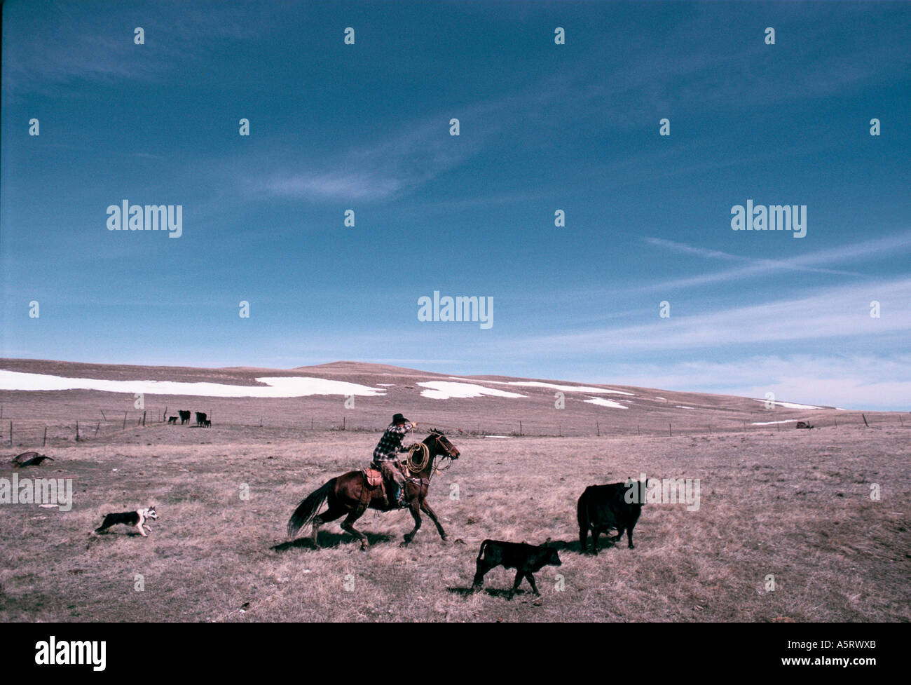 COWBOY HERDING CATTLE MONTANA USA Stock Photo - Alamy