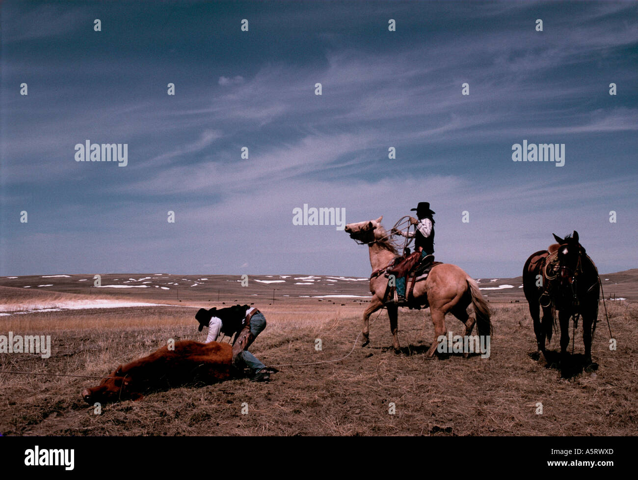 COWBOYS HERDING CATTLE MONTANA USA Stock Photo - Alamy