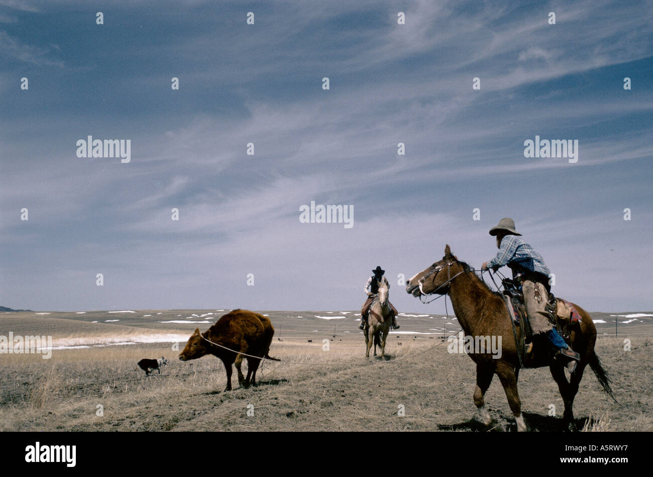 COWBOYS MONTANA USA CATTLE RANCHING COWBOYS ROUND UP ABERDEEN ANGUS ...
