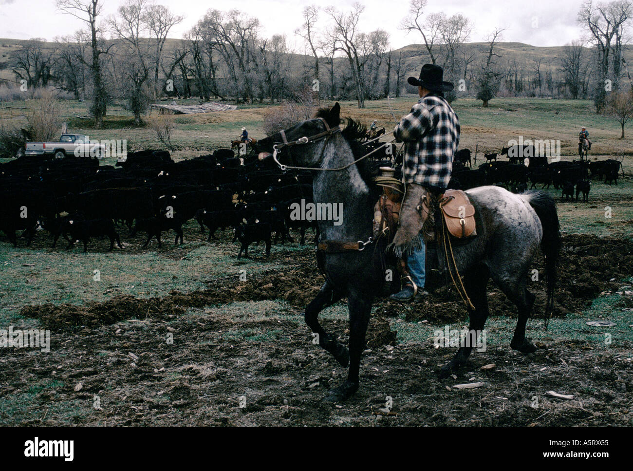 Cowboys leading cattle hi-res stock photography and images - Alamy