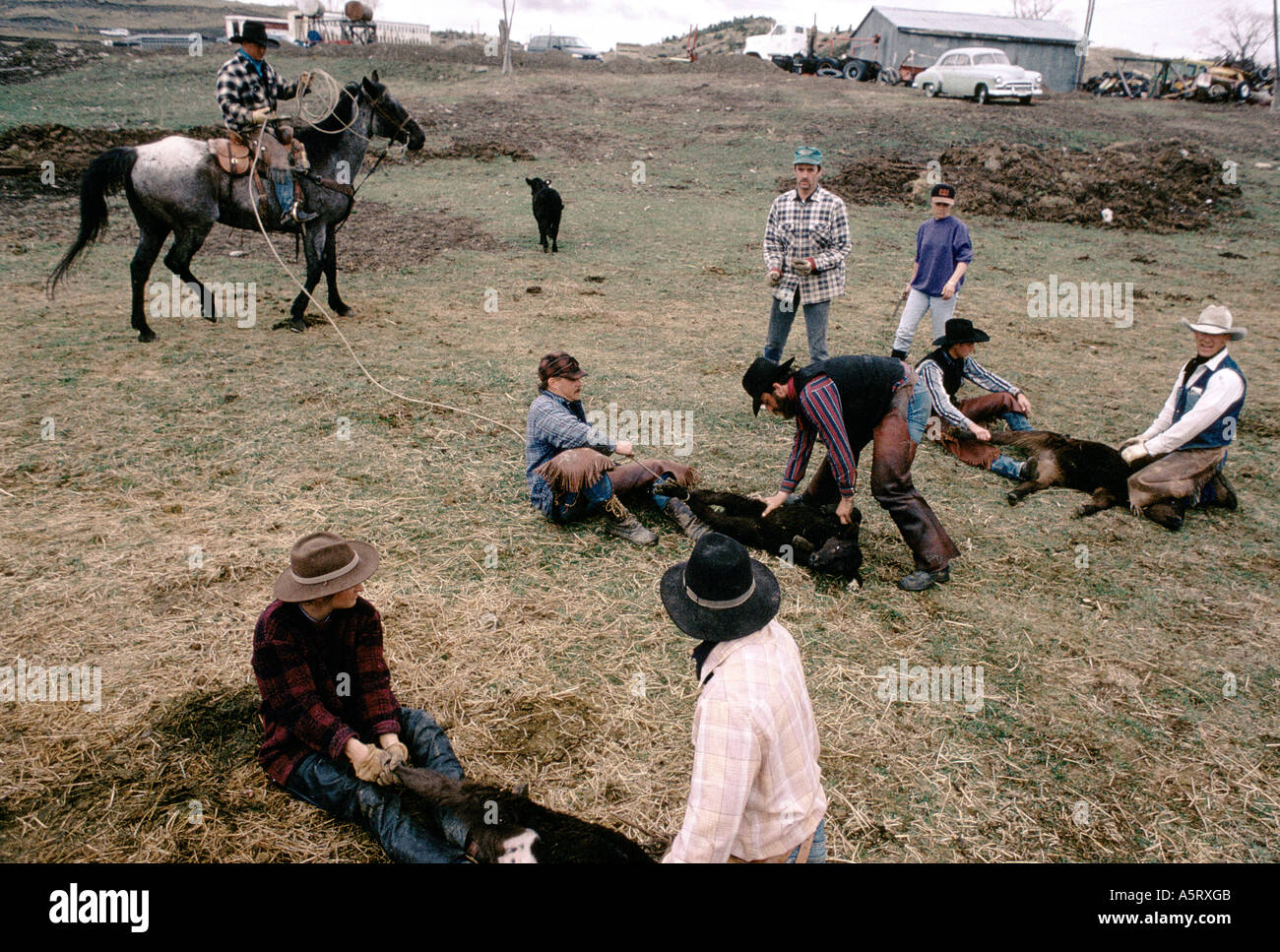 COWBOYS MONTANA USA CATTLE RANCHING CALFS ARE FLIPPED ONTO THEIR BACKS ...