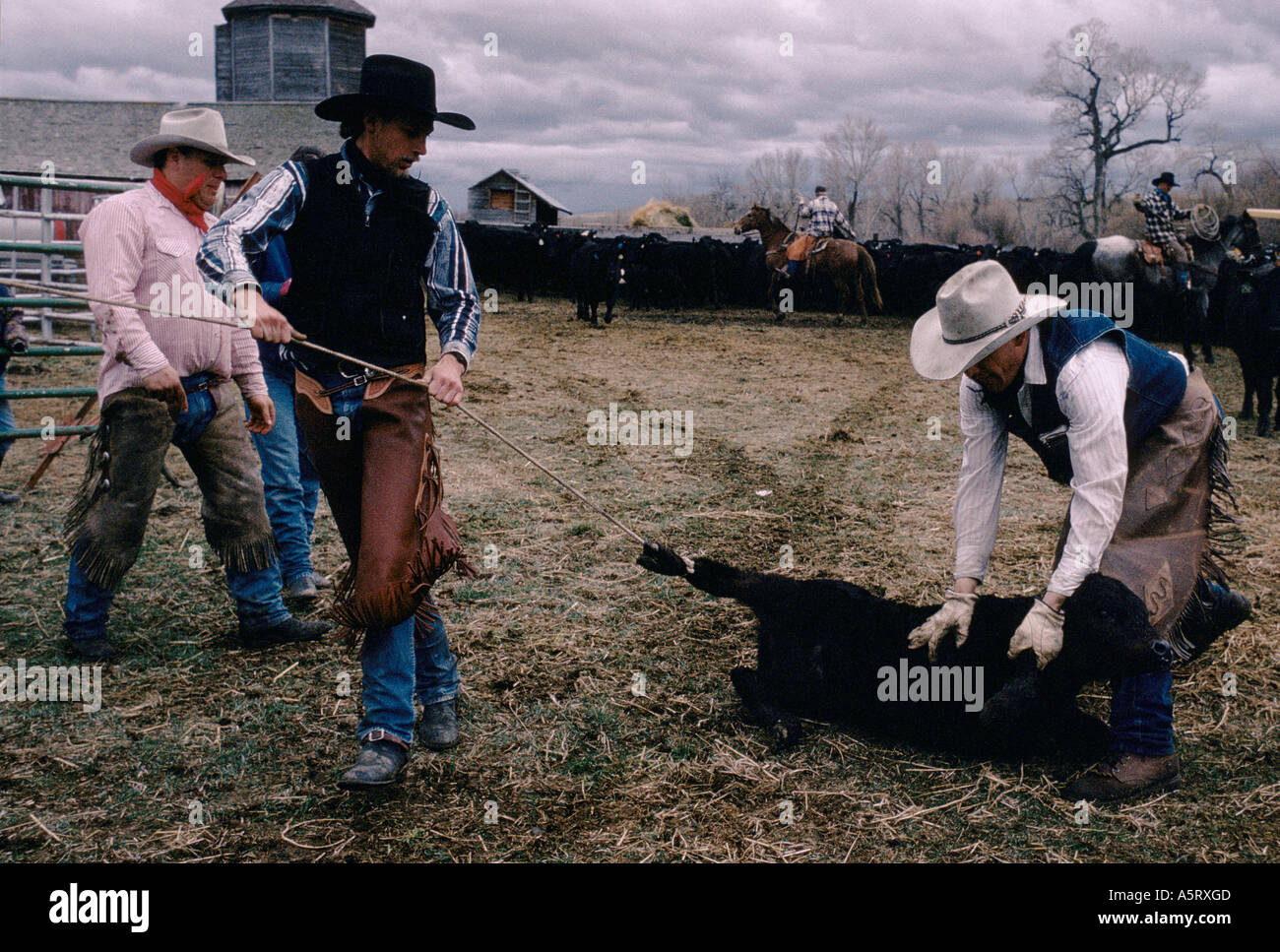 COWBOYS MONTANA USA CATTLE RANCHING HELPING OUT WITH THE BRANDING AT ...