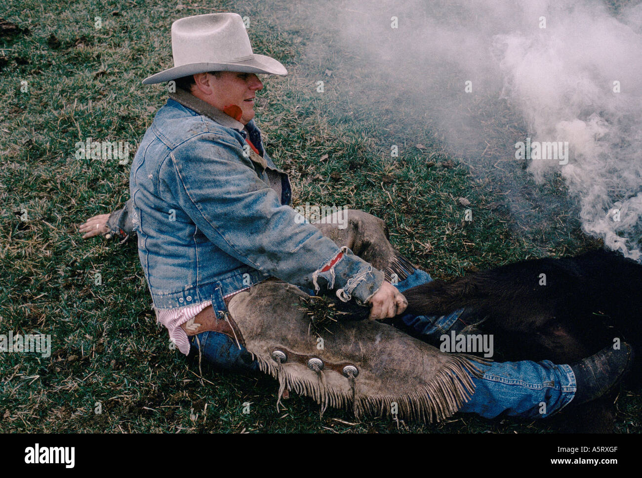 COWBOYS MONTANA USA CATTLE RANCHING A RANCH HAND HOLDS A CALF STILL FOR ...