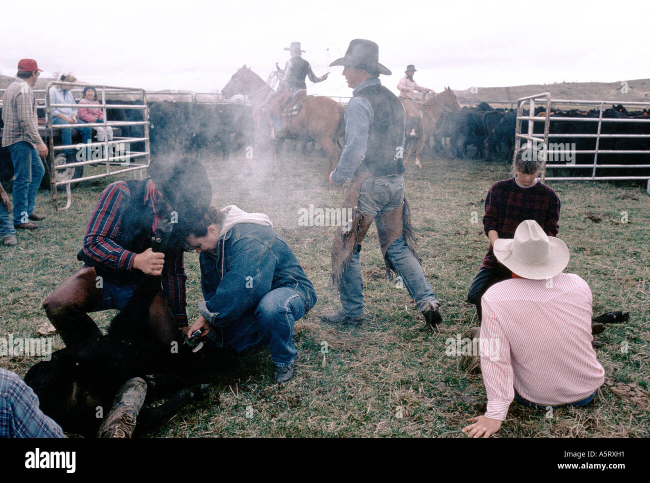 COWBOYS MONTANA USA CATTLE RANCHING PREPARING THE SKIN FOR BRANDING ...