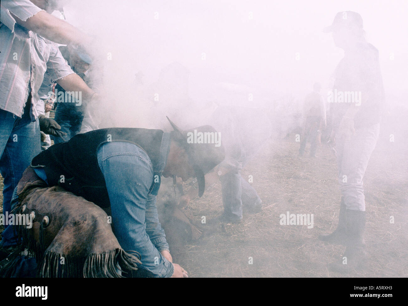 COWBOYS MONTANA USA CATTLE RANCHING BRANDING THE CATTLE HATHAWAY RANCH ...
