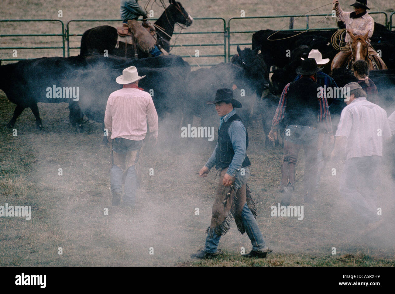 COWBOYS MONTANA USA CATTLE RANCHING BRANDING THE CATTLE HATHAWAY RANCH ...