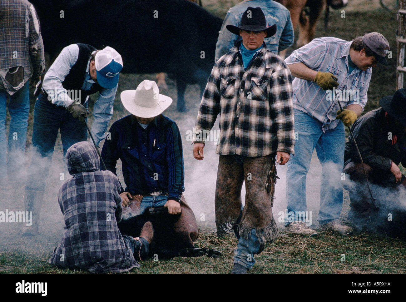 COWBOYS MONTANA USA CATTLE RANCHING BRANDING THE CATTLE HATHAWAY RANCH ...