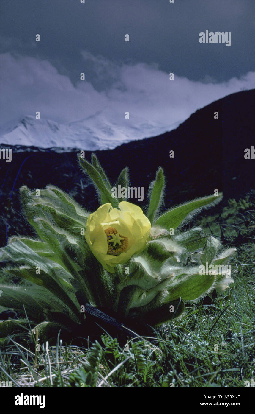 Yellow poppy below Anye Machin northeast Tibet Stock Photo - Alamy