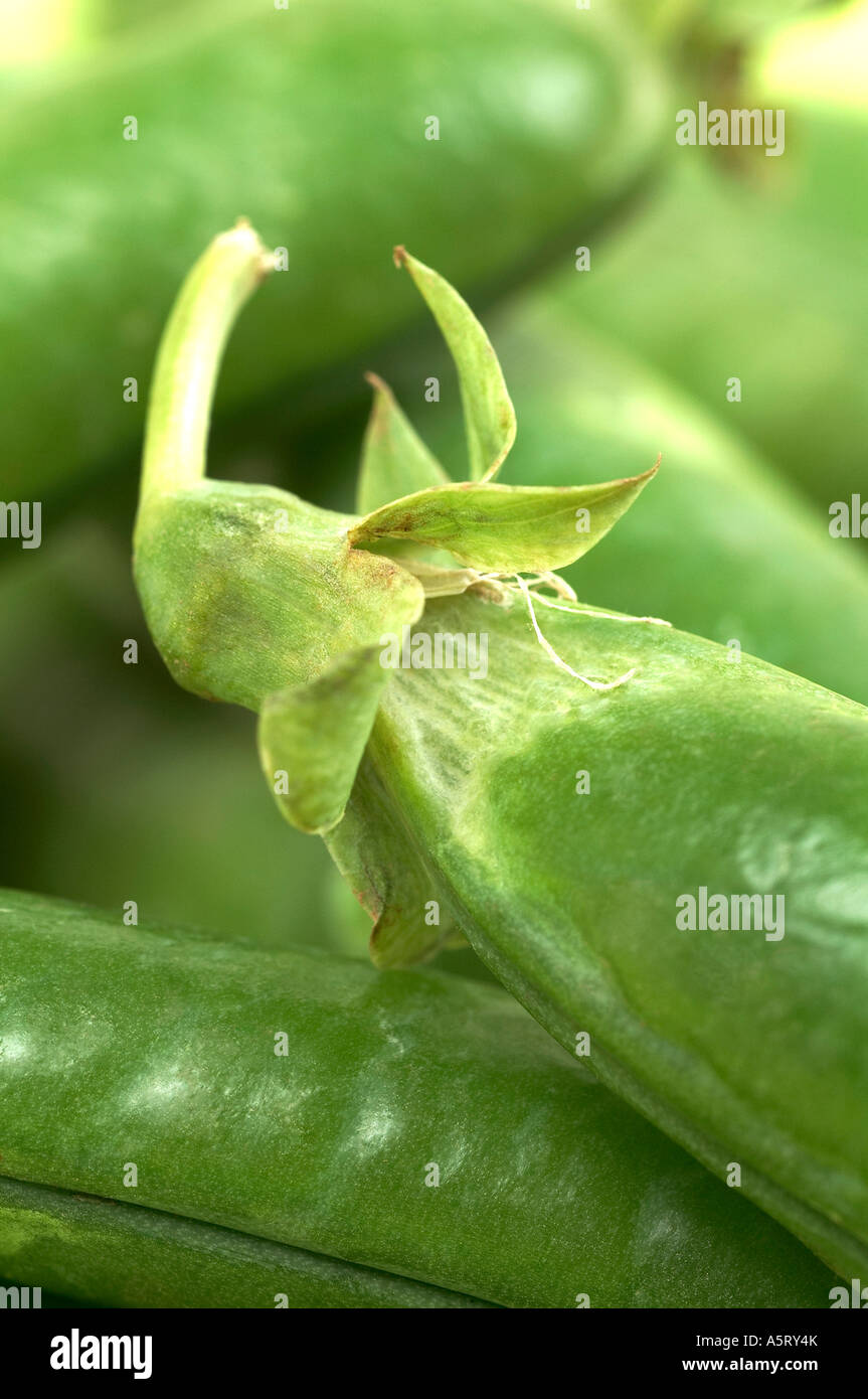 Fvm01119 hi-res stock photography and images - Alamy