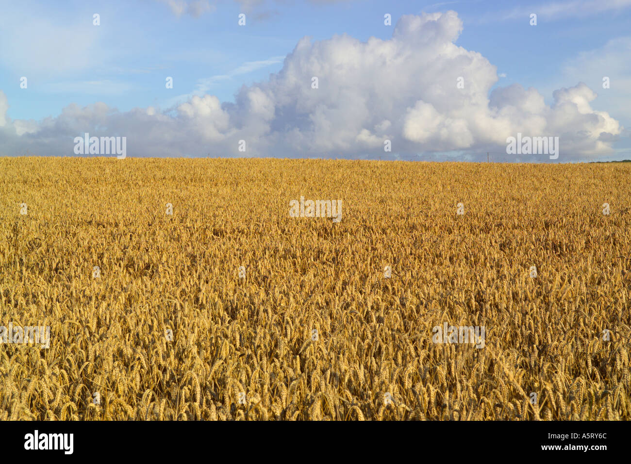 Darenth kent hi-res stock photography and images - Alamy