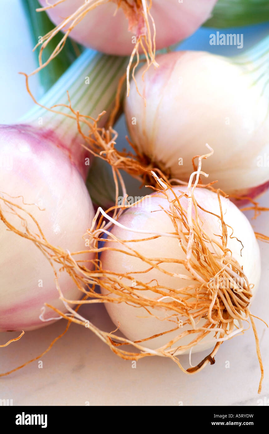 Spring onions on white background Stock Photo - Alamy