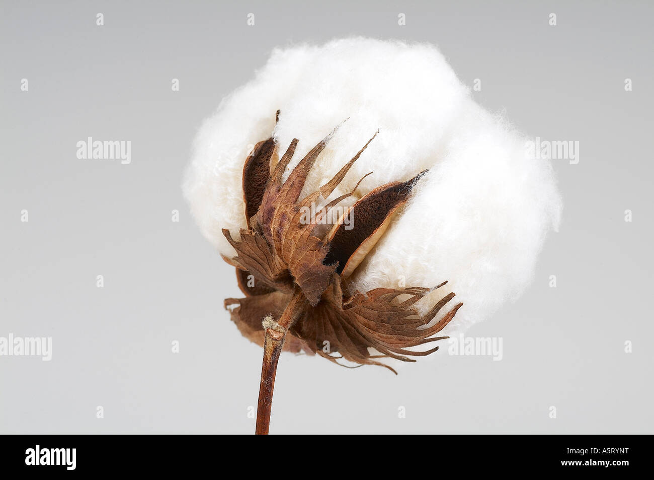 The cotton flower hi-res stock photography and images - Alamy