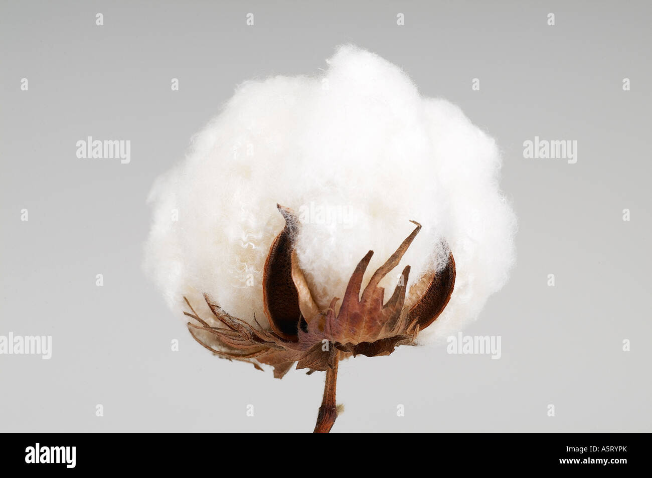 Cotton boll on grey background Stock Photo - Alamy