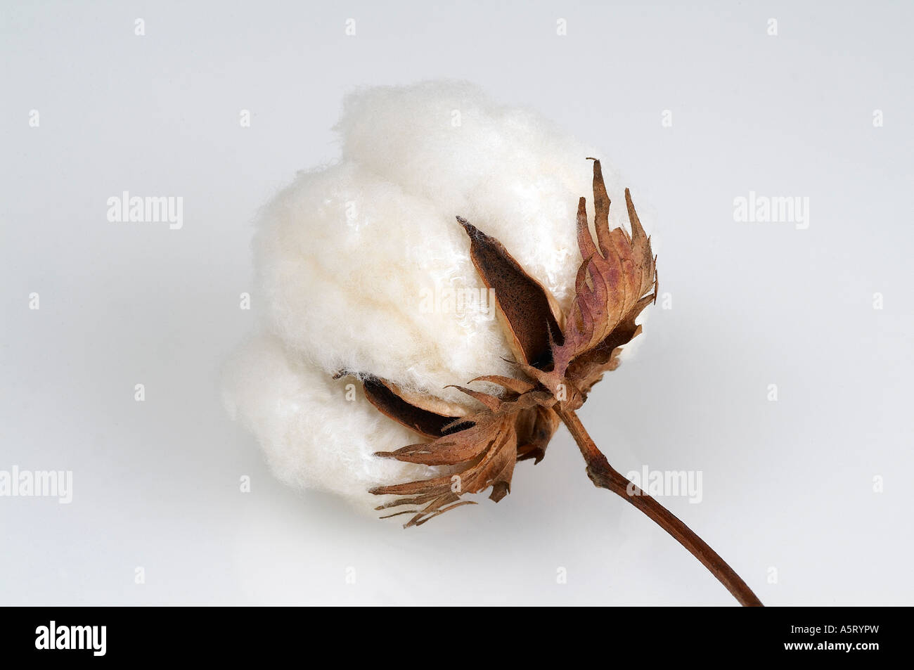 Cotton flower ball hi-res stock photography and images - Alamy