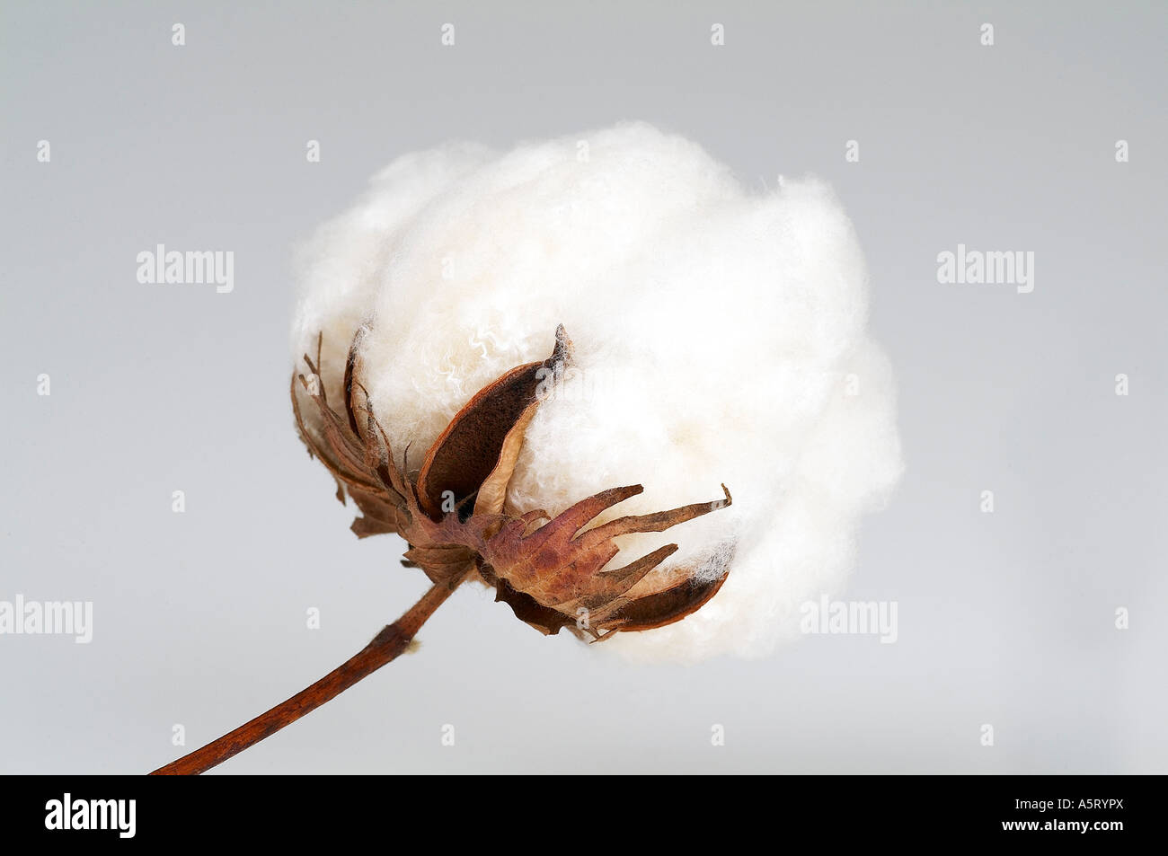 Pla01025 hi-res stock photography and images - Alamy