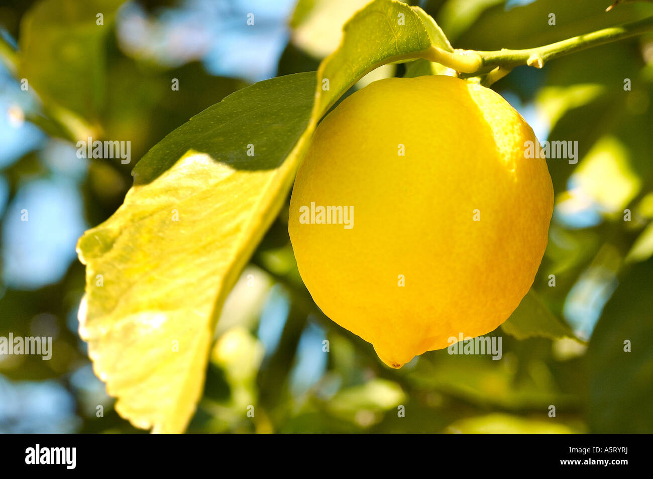 Yellow lemon on tree Stock Photo - Alamy