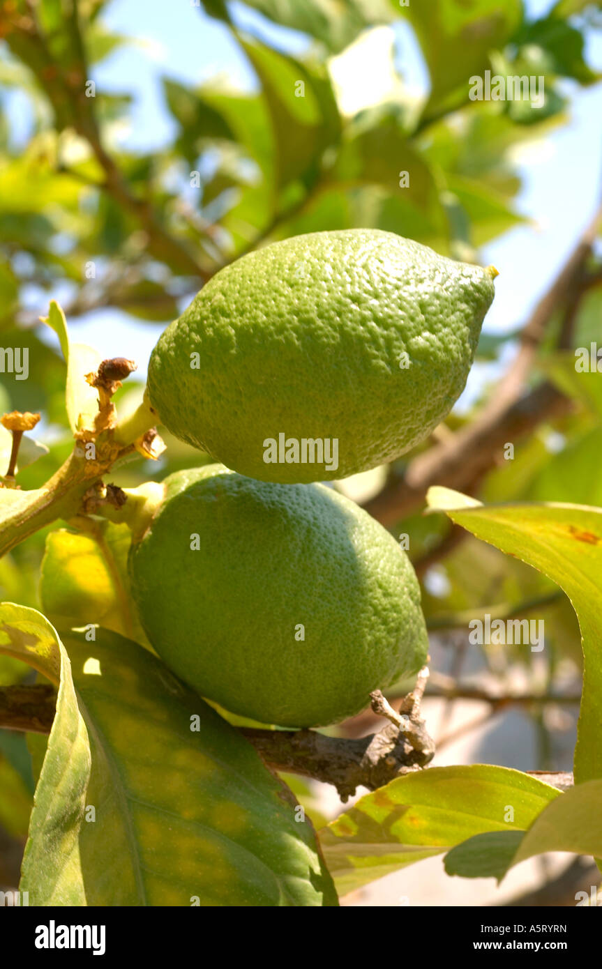 Tree trees plant citron hi-res stock photography and images - Alamy