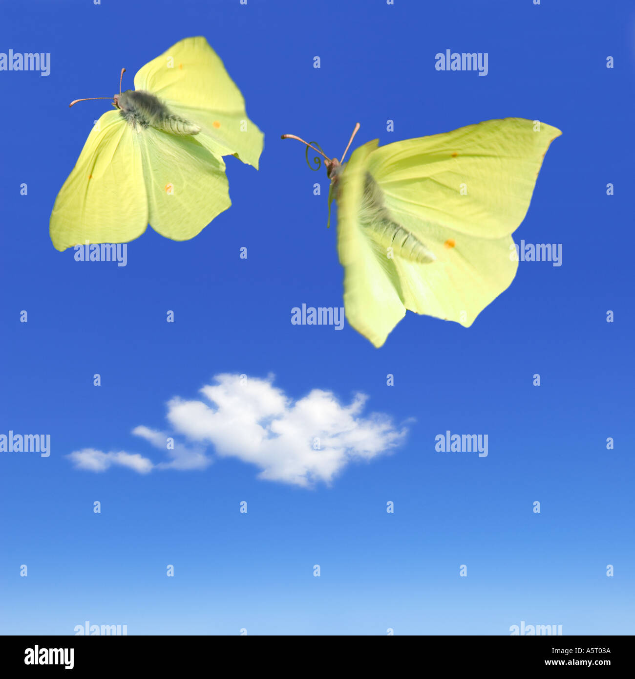 Yellow Butterfly Flying In The Sky