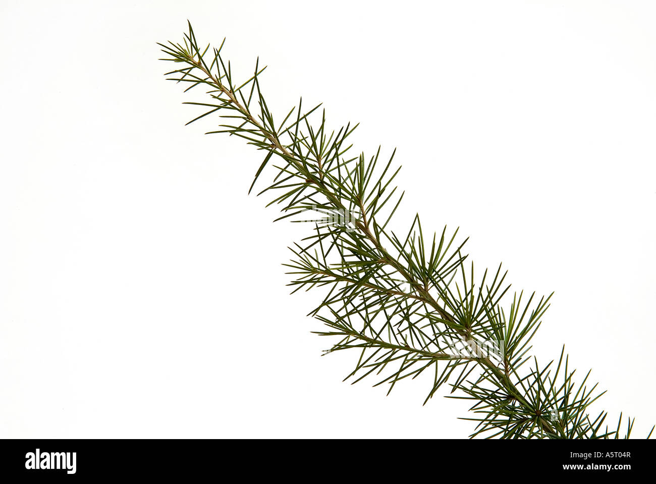 Cedar branch hi-res stock photography and images - Alamy