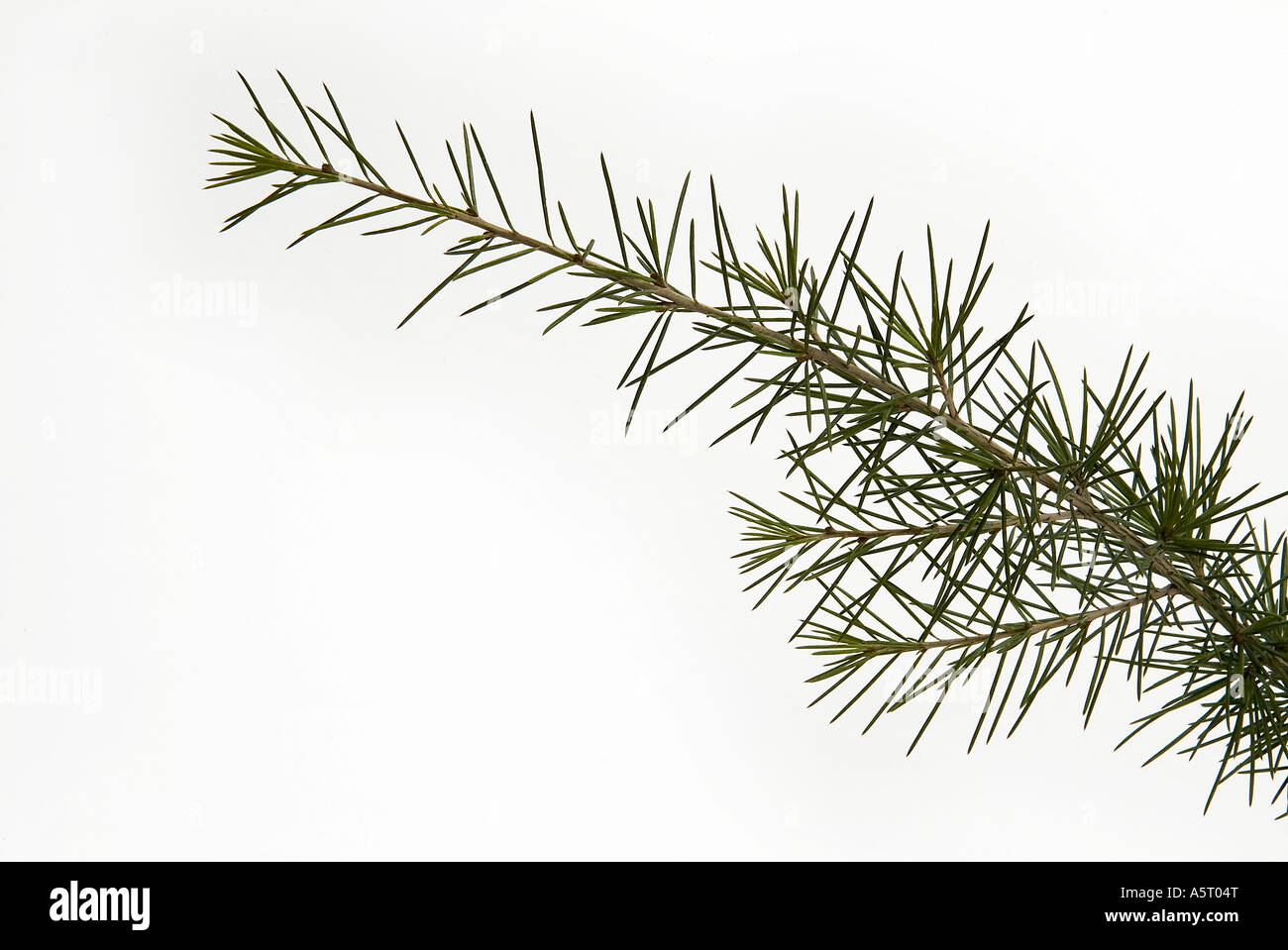 Cedar scent hi-res stock photography and images - Alamy